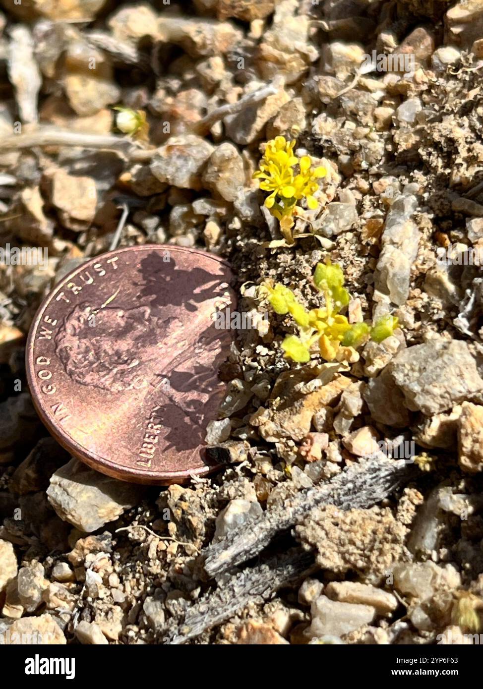 yellow peppercress (Lepidium flavum Stock Photo - Alamy
