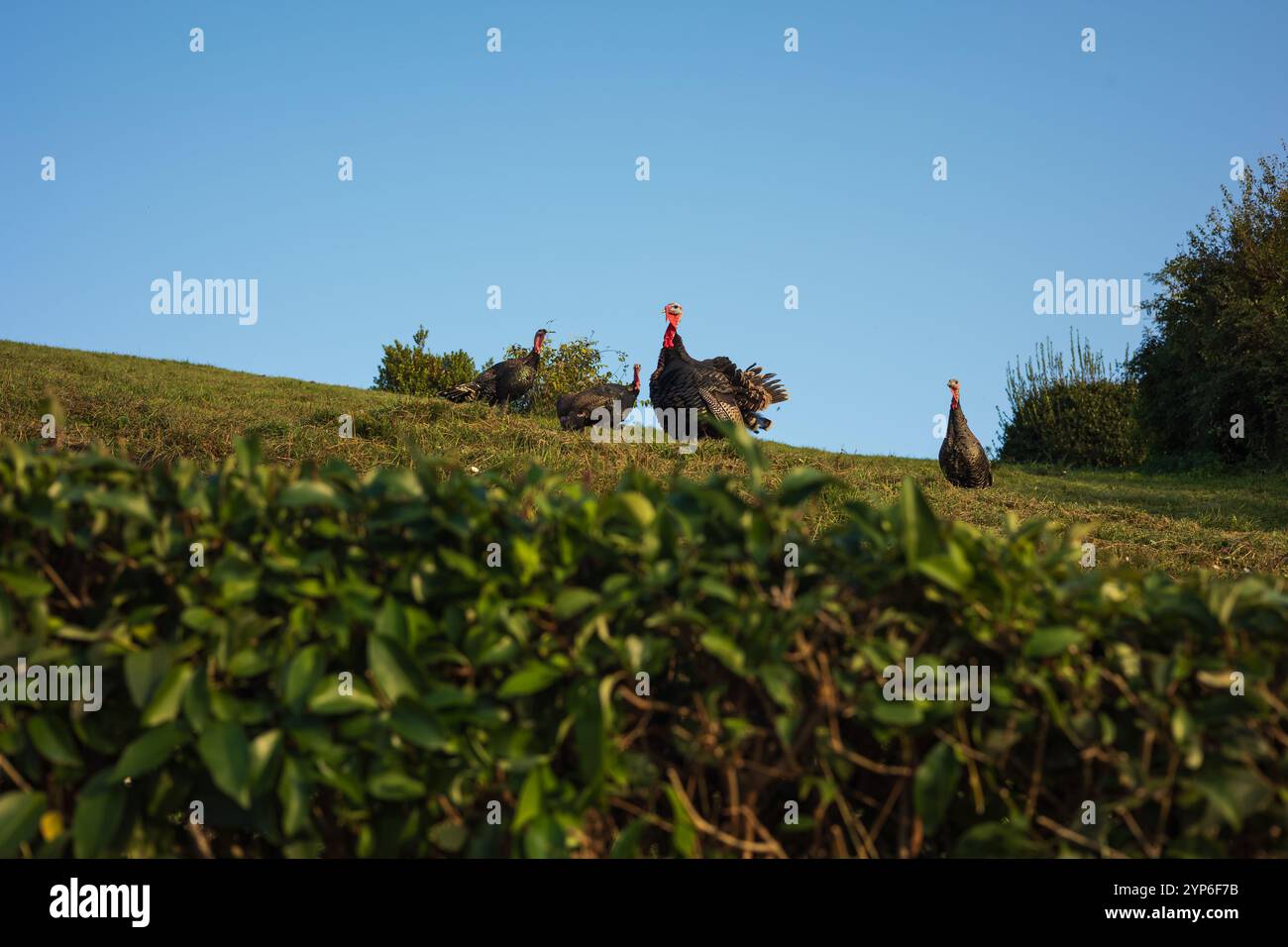 Wild Turkeys on a small hill foraging. Turkey searching for food on the ...