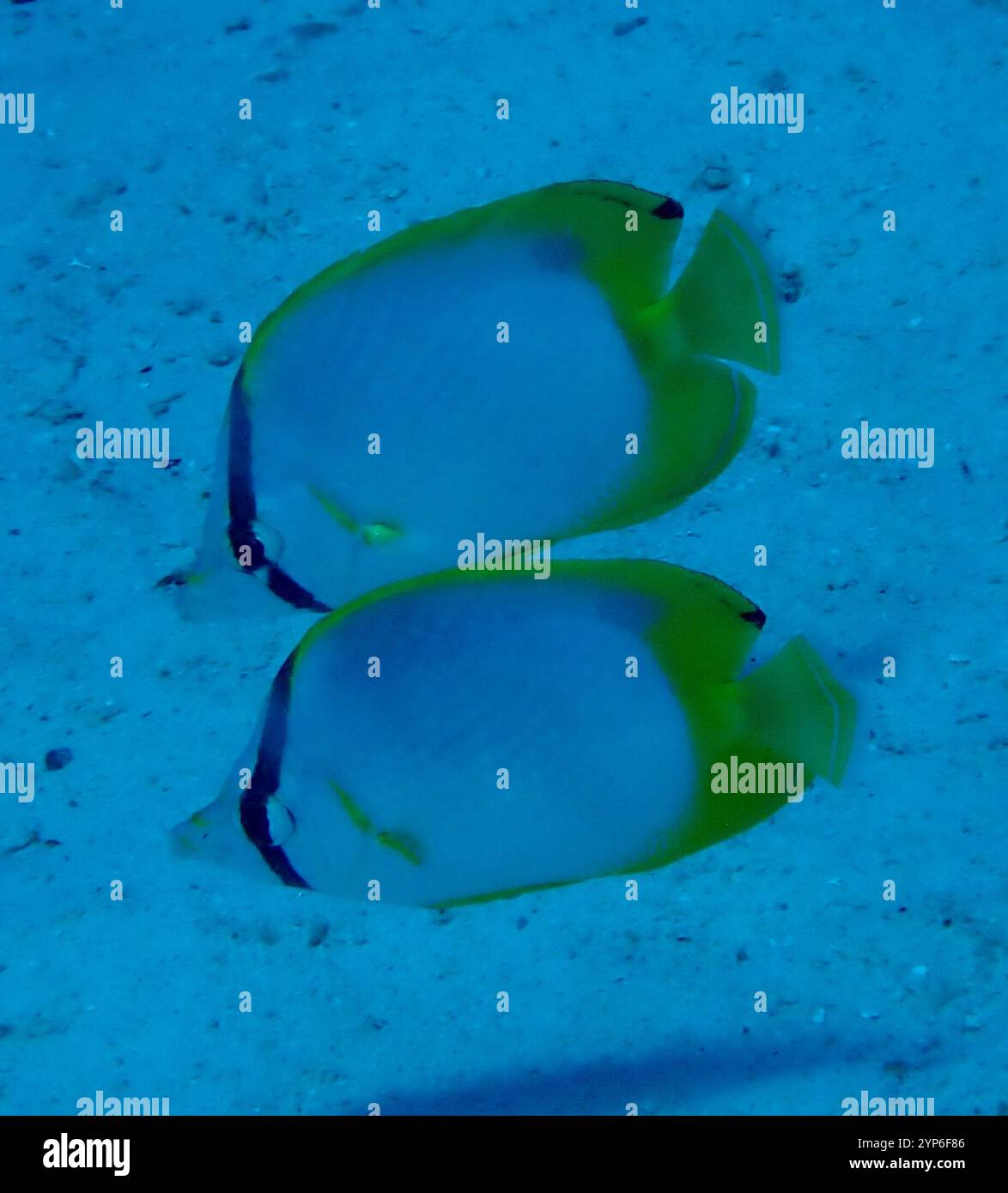 Spotfin Butterflyfish (Chaetodon ocellatus Stock Photo - Alamy