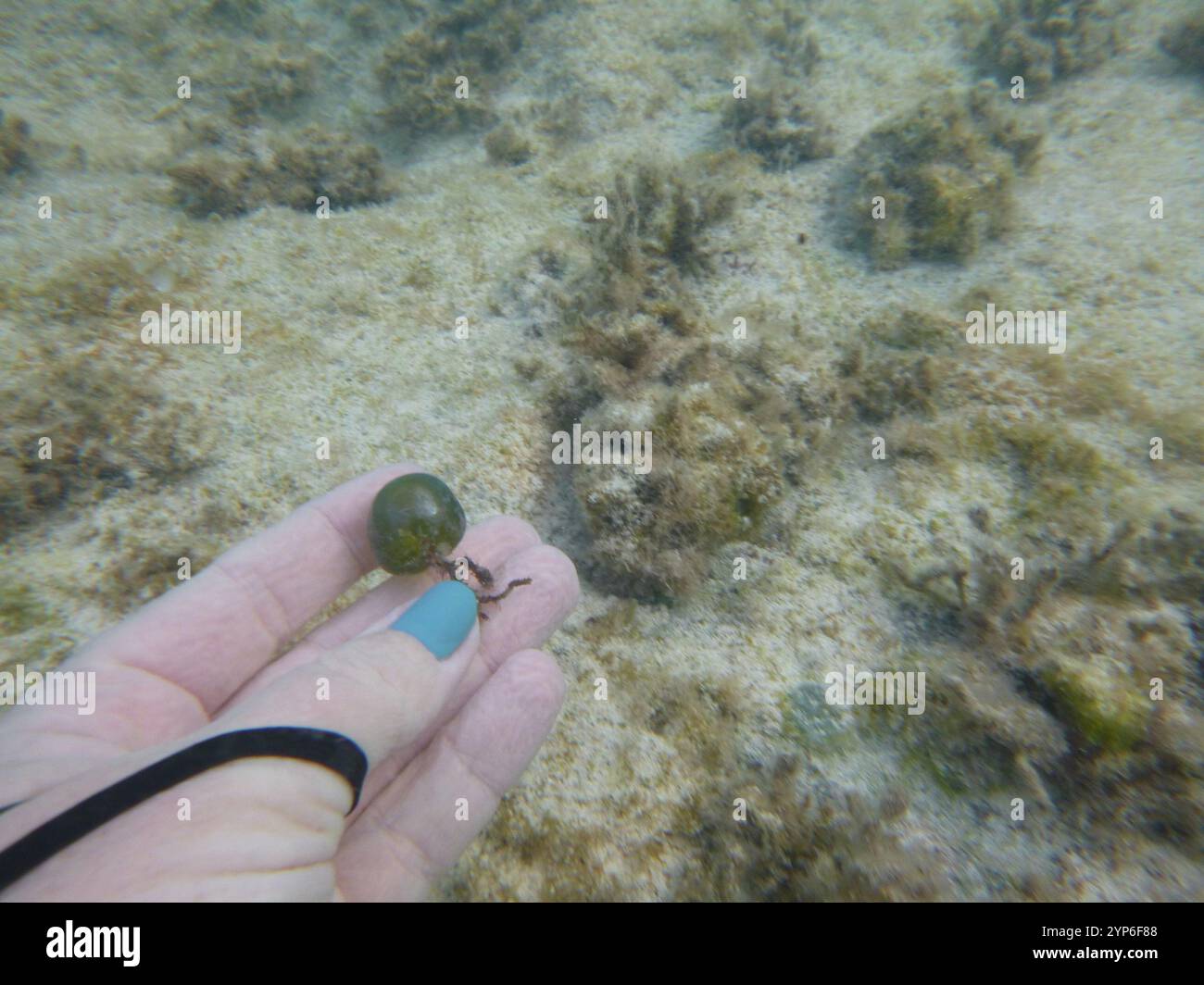 Valonia hi-res stock photography and images - Alamy