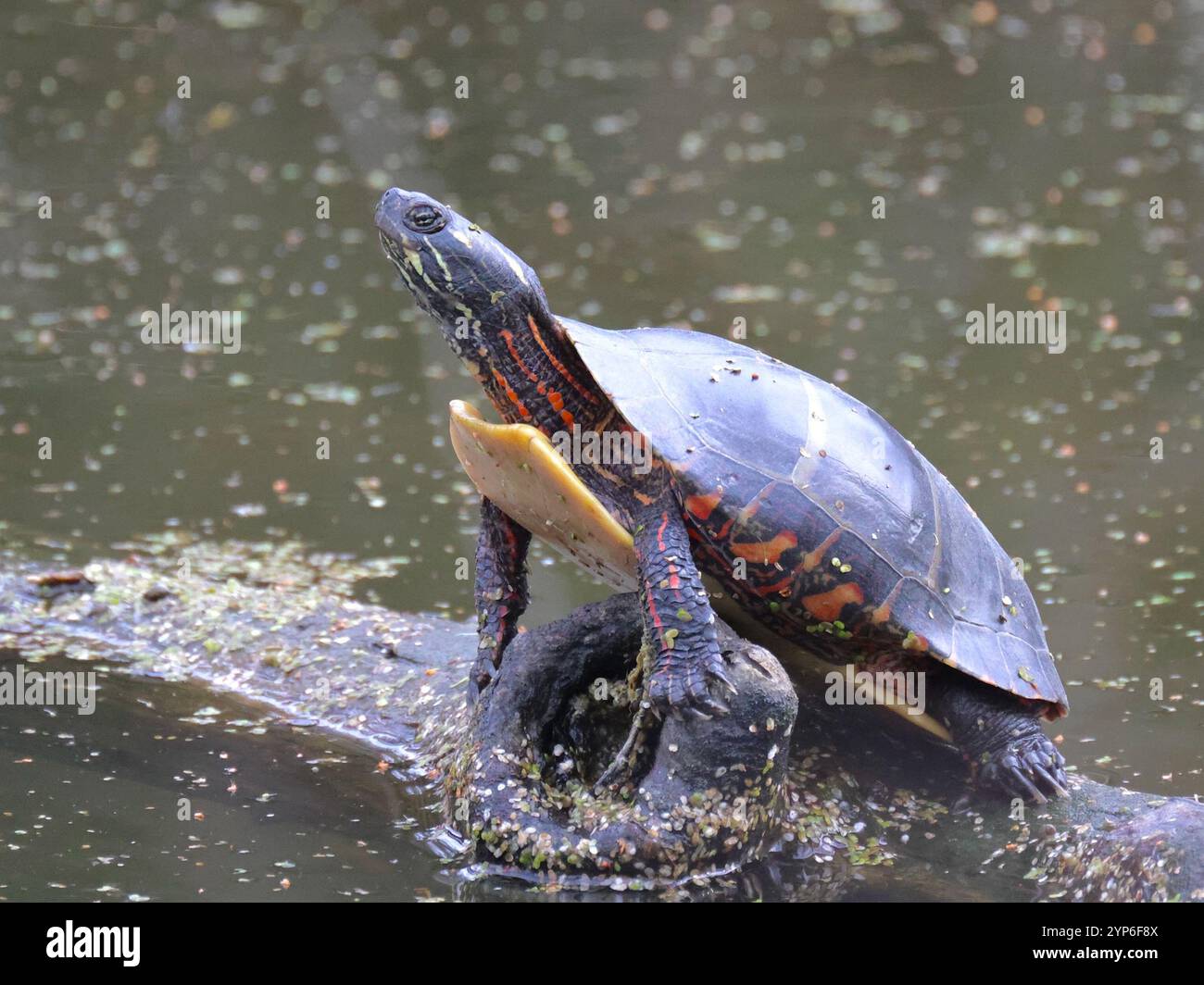 Painted Turtle (Chrysemys picta Stock Photo - Alamy