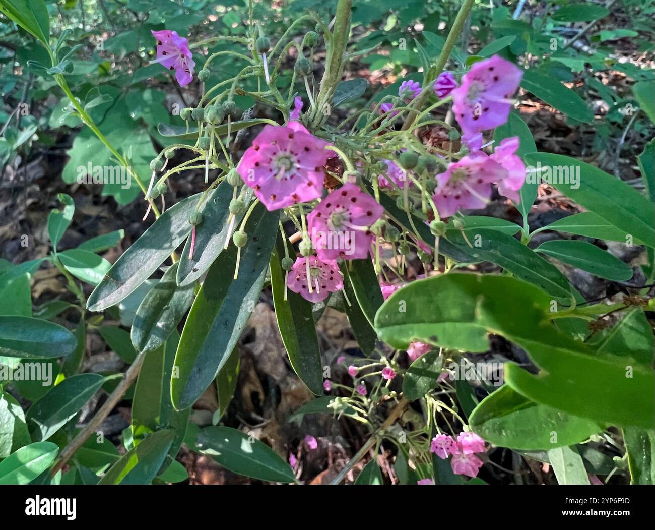 sheep laurel (Kalmia angustifolia Stock Photo - Alamy