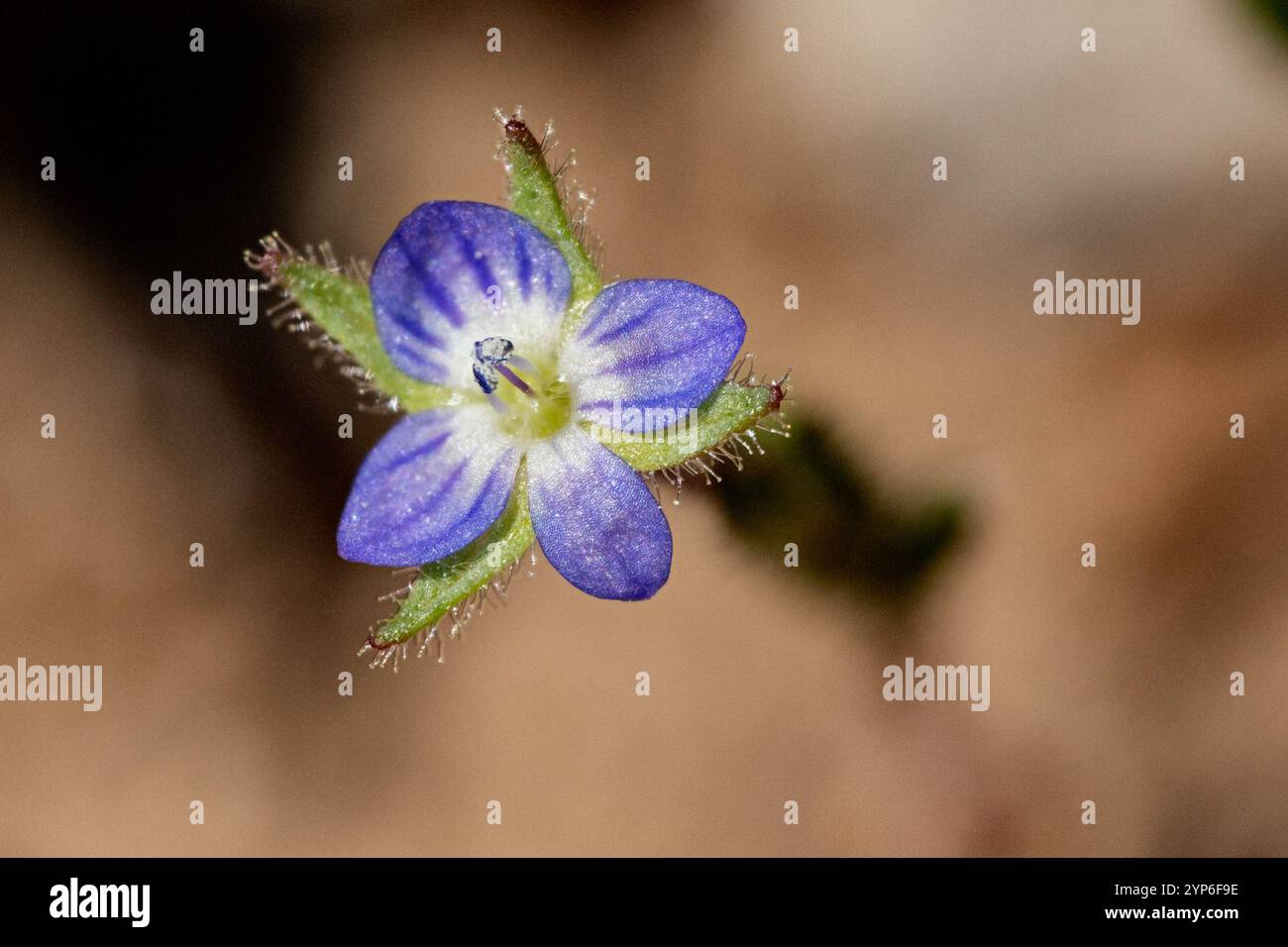 Two-lobe Speedwell (Veronica biloba Stock Photo - Alamy