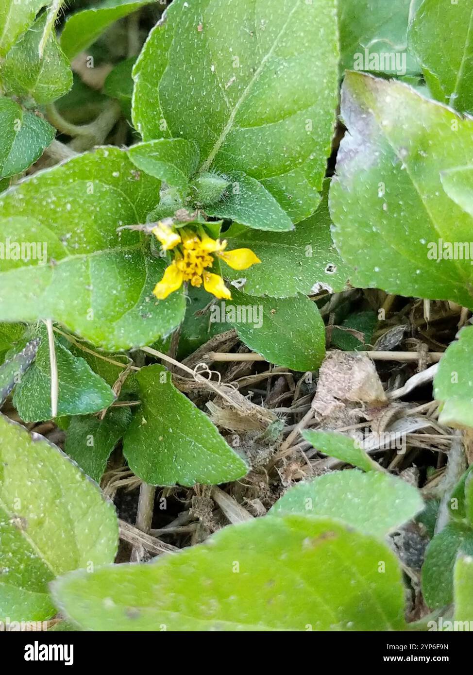 straggler daisy (Calyptocarpus vialis Stock Photo - Alamy
