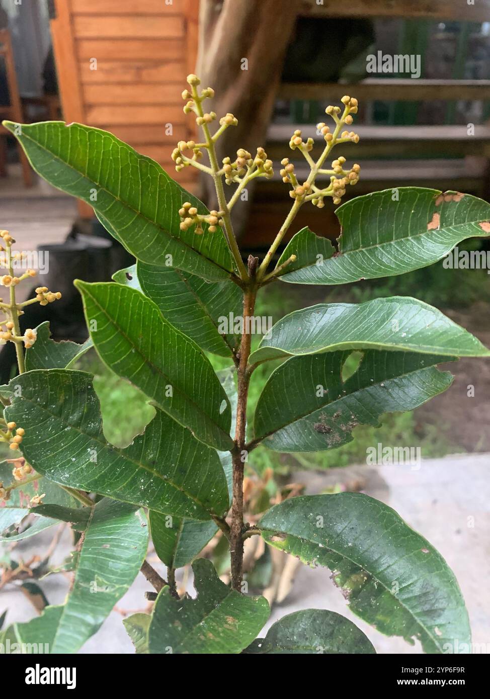 myrtle family (Myrtaceae Stock Photo - Alamy