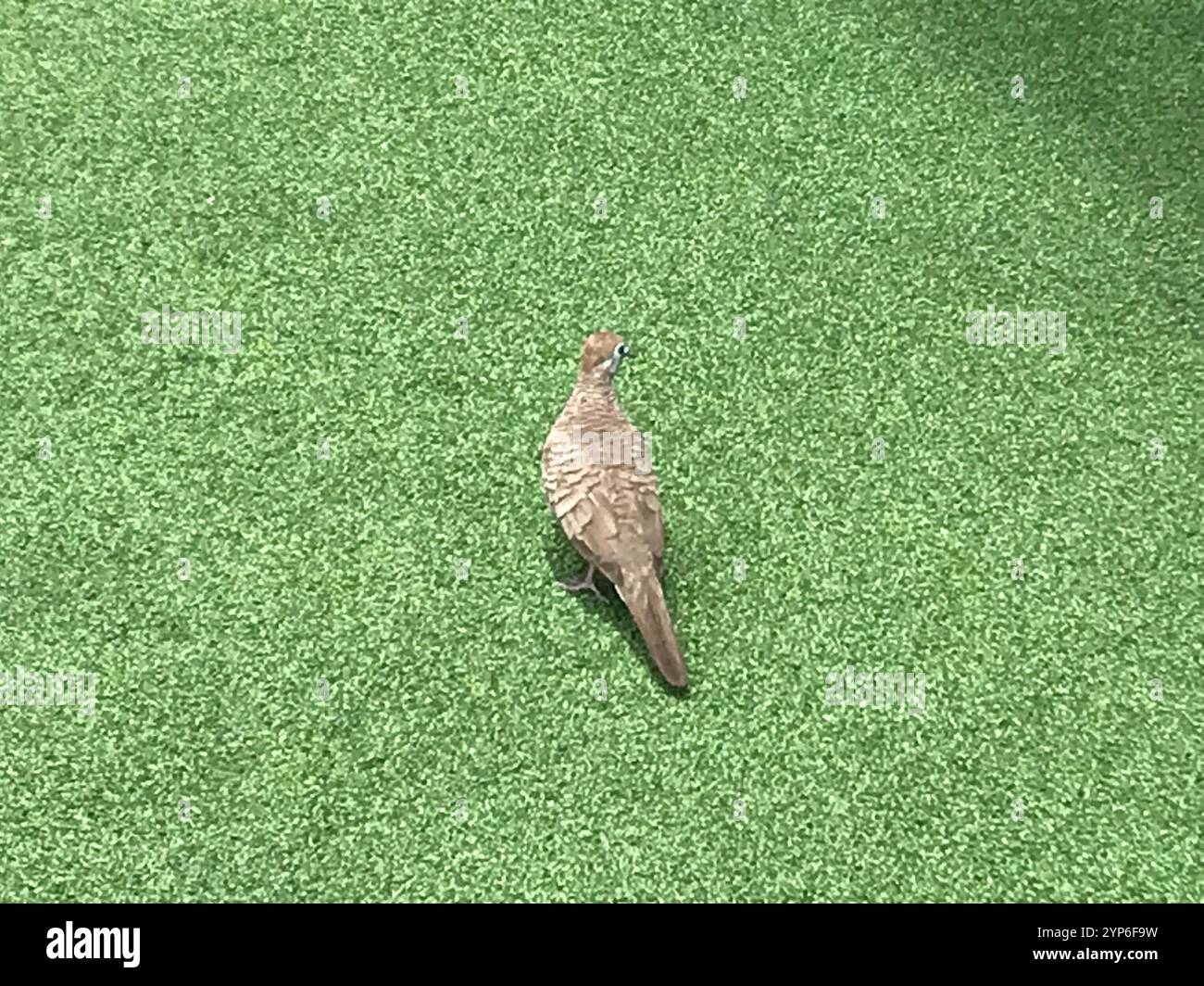 Zebra Dove (Geopelia striata Stock Photo - Alamy