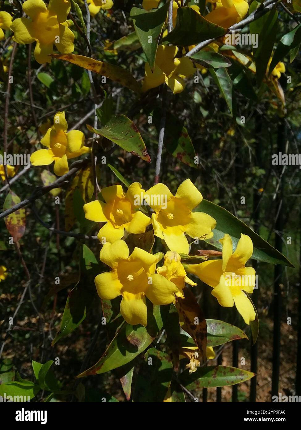 yellow jessamine (Gelsemium sempervirens Stock Photo - Alamy