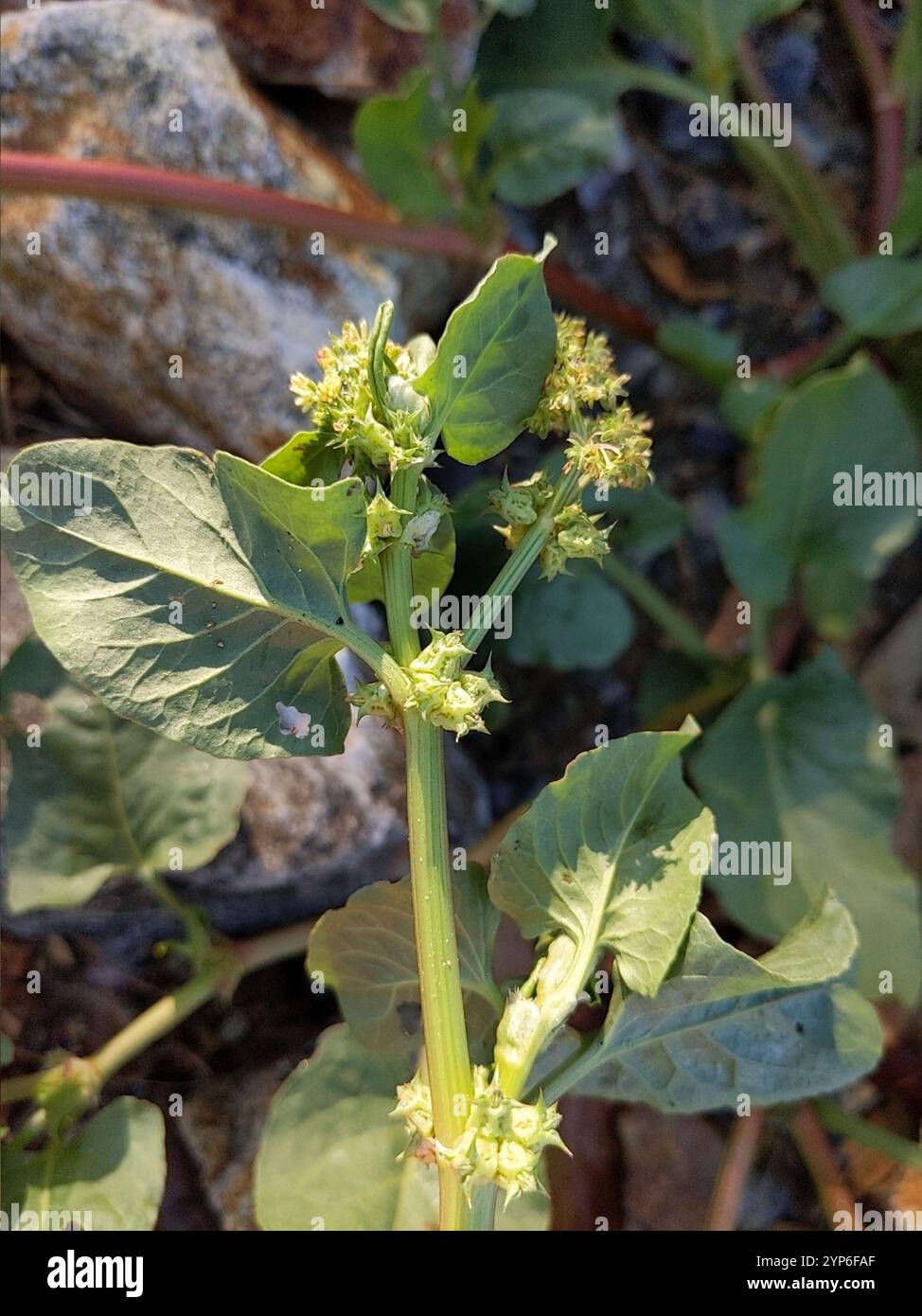 Devils thorn hi-res stock photography and images - Alamy