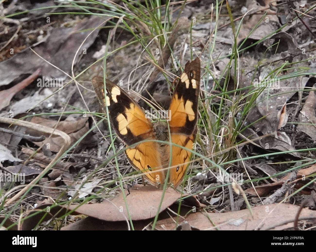 Common Brown (Heteronympha merope Stock Photo - Alamy