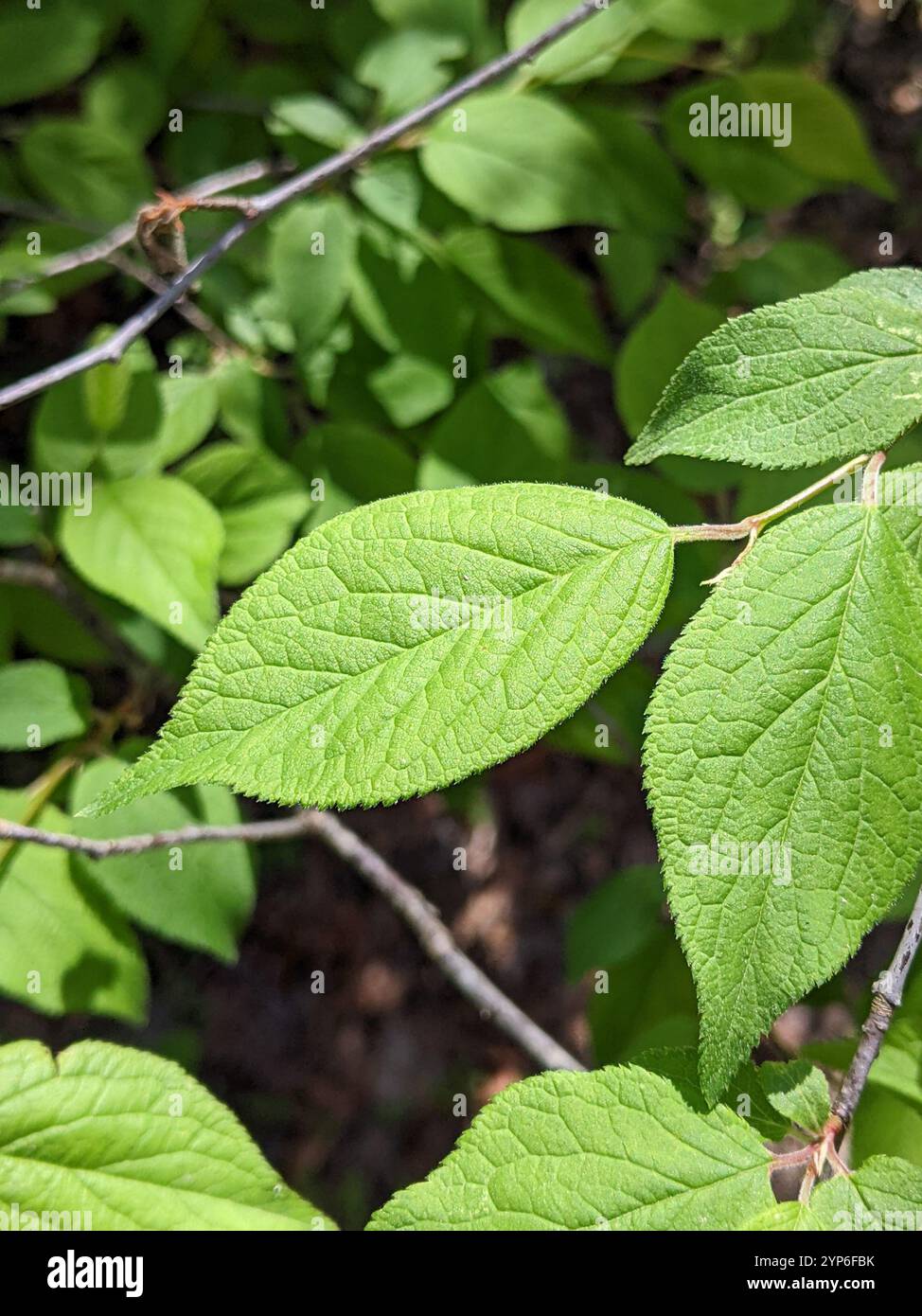 Mexican Plum (Prunus mexicana Stock Photo - Alamy