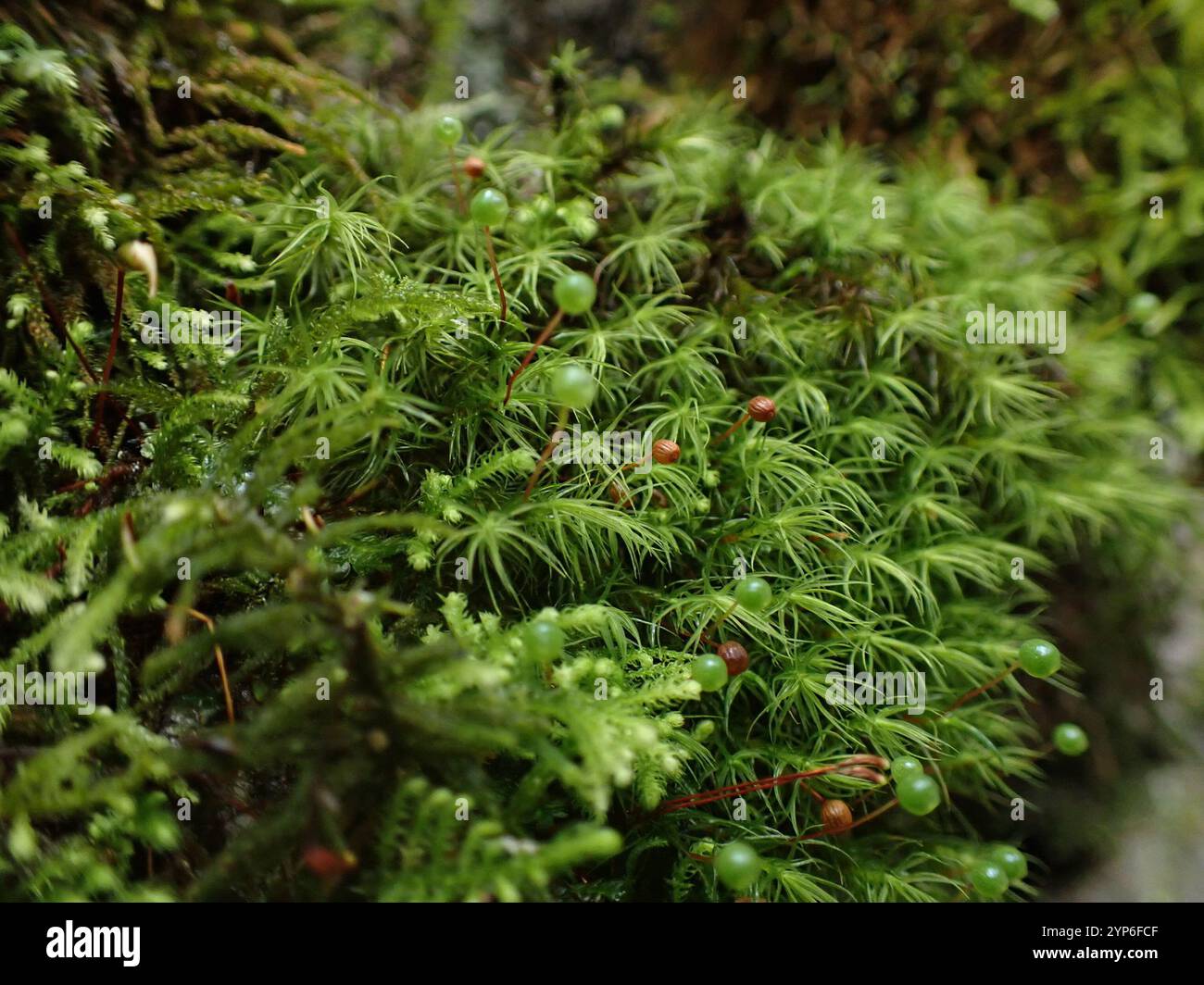 Common Apple-moss (Bartramia pomiformis Stock Photo - Alamy