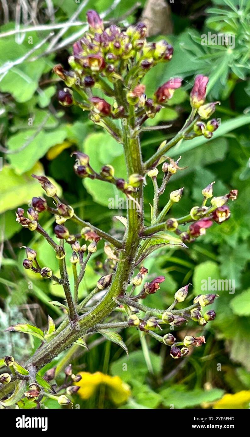 California beeplant (Scrophularia californica Stock Photo - Alamy