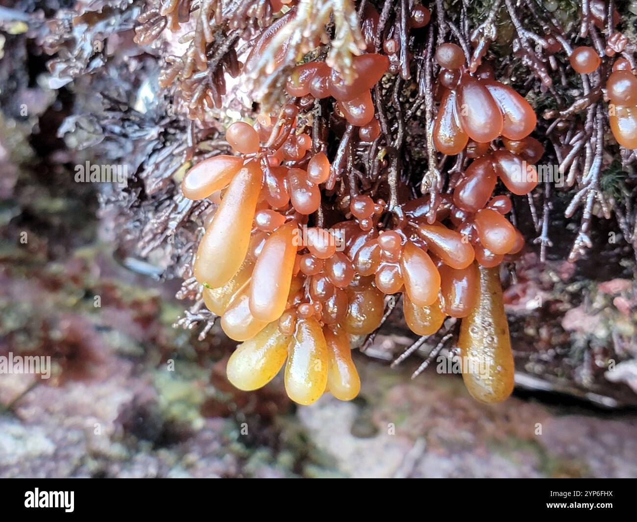 Red Sea Grapes (Botryocladia pseudodichotoma Stock Photo - Alamy