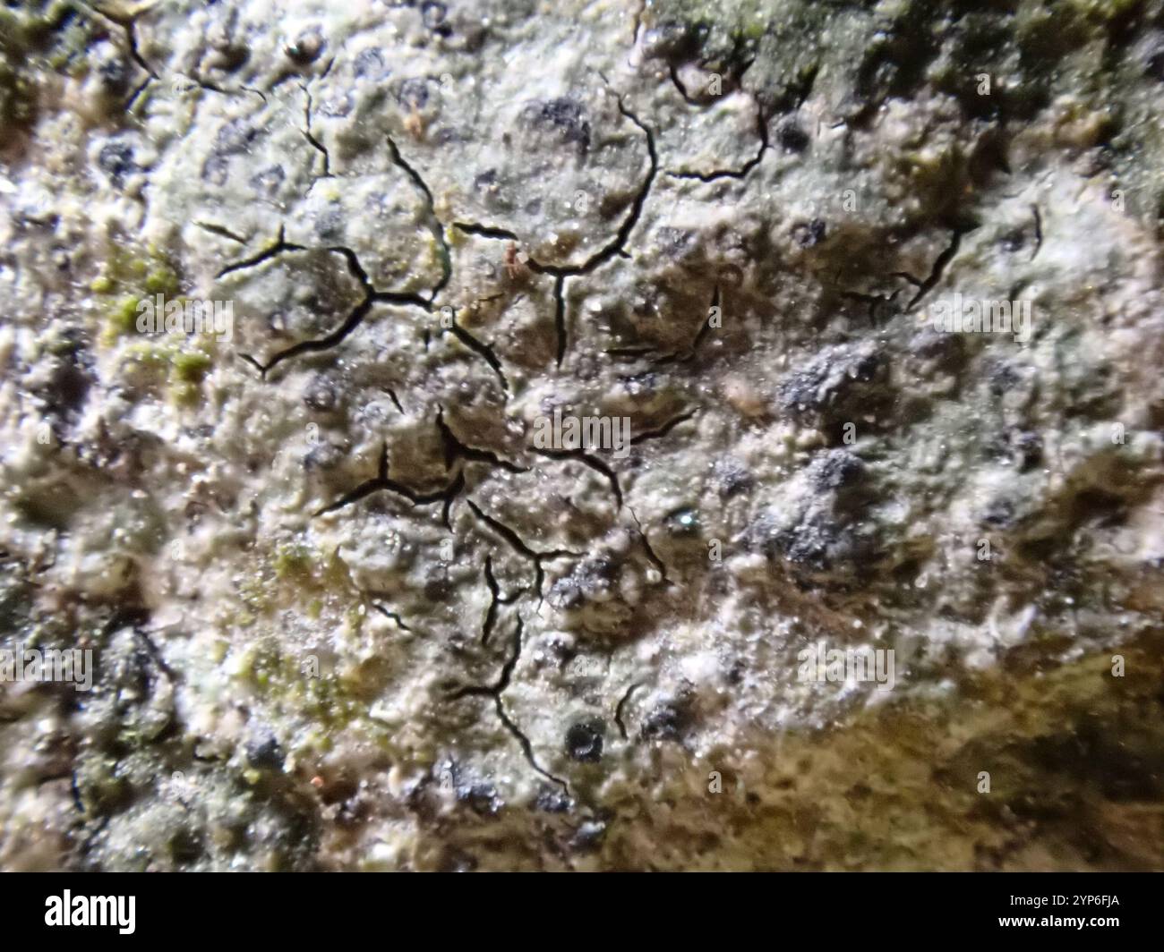 common lichens (Lecanoromycetes Stock Photo - Alamy