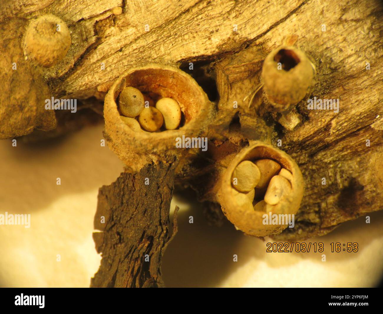 common bird's nest fungus (Crucibulum laeve Stock Photo - Alamy