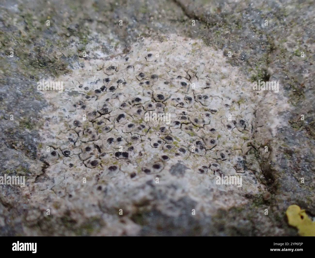 common lichens (Lecanoromycetes Stock Photo - Alamy