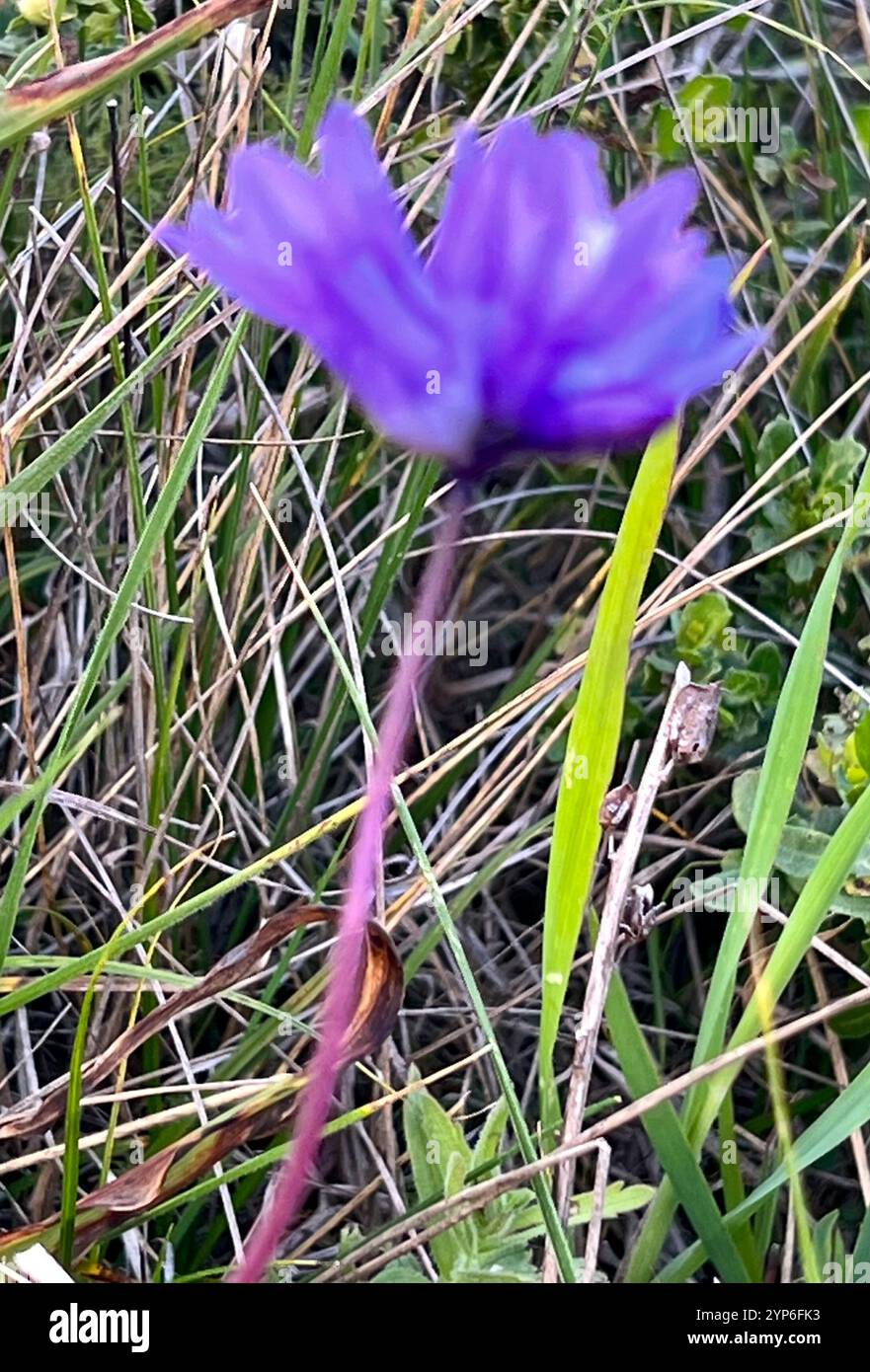 Blue Dicks (Dipterostemon capitatus Stock Photo - Alamy