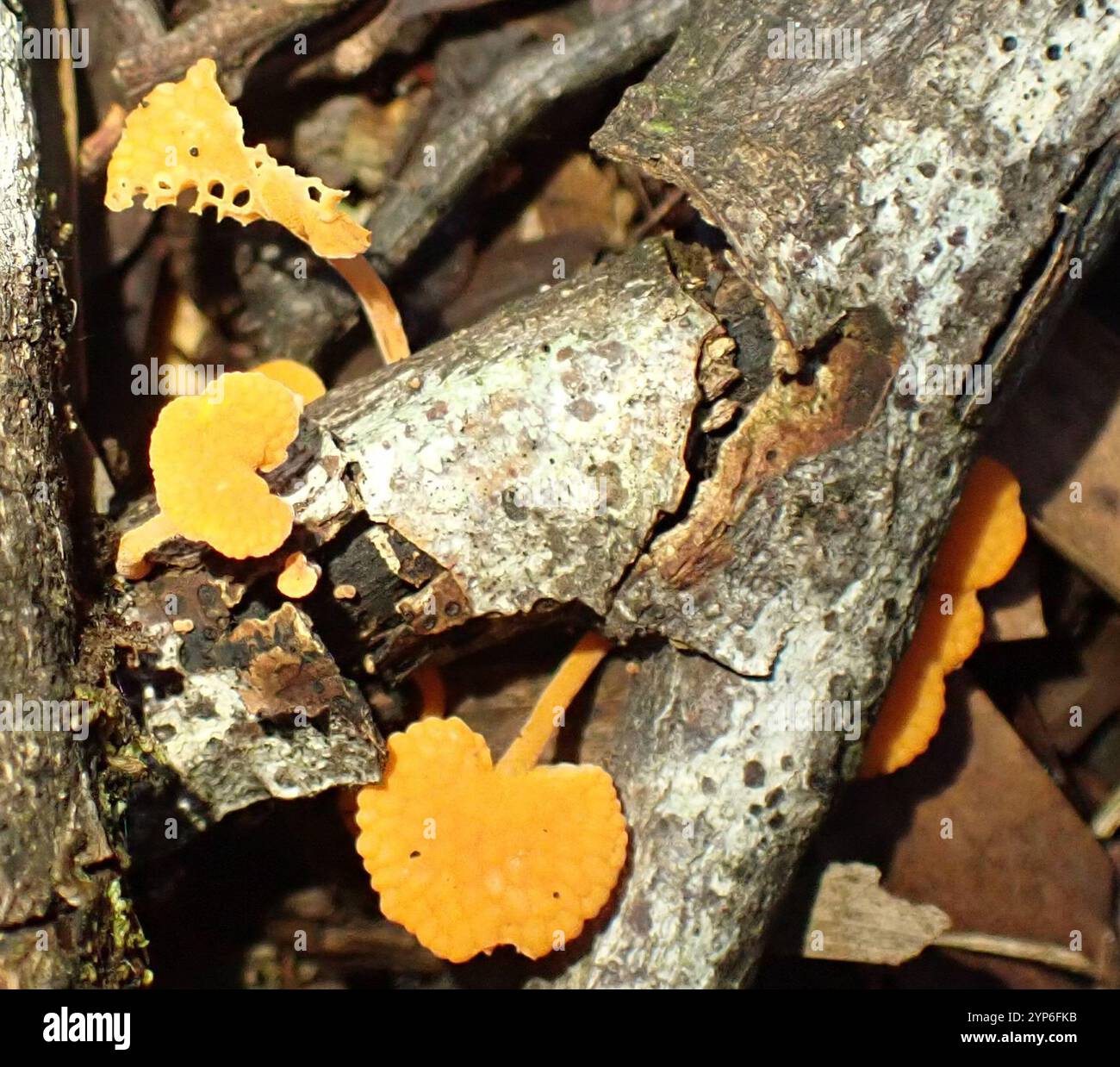 orange pore fungus (Favolaschia claudopus Stock Photo - Alamy