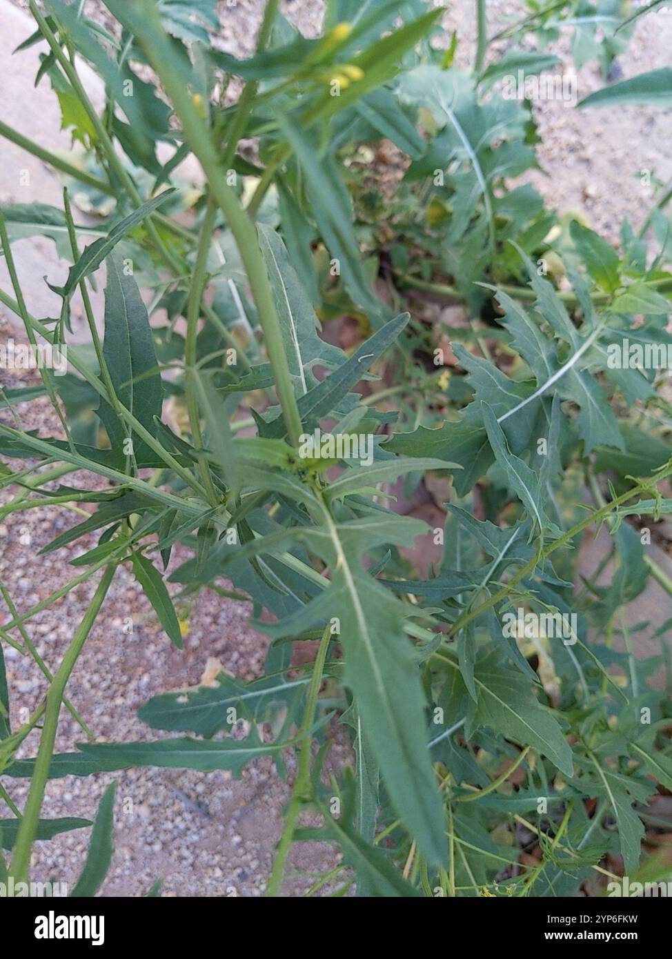 Sisymbrium irio hi-res stock photography and images - Alamy