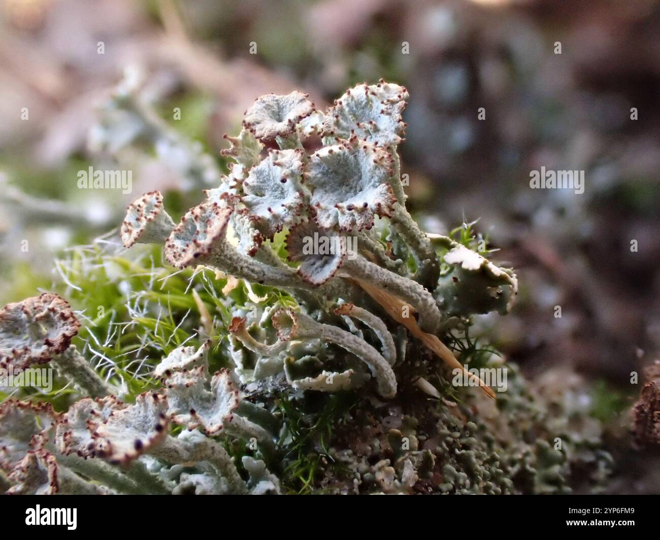 Ladder Lichen (Cladonia verticillata Stock Photo - Alamy