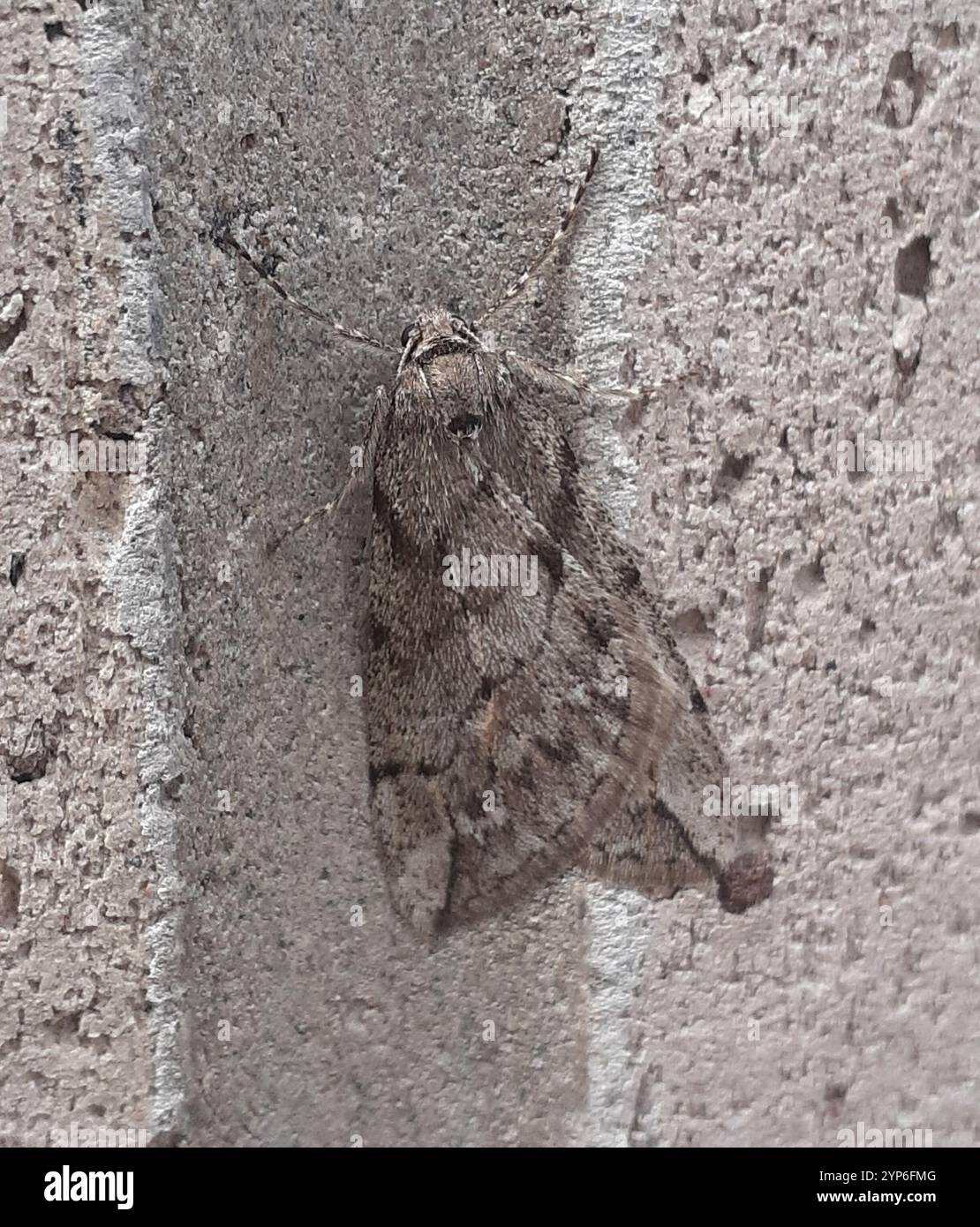 Spring Cankerworm Moth (Paleacrita vernata Stock Photo - Alamy