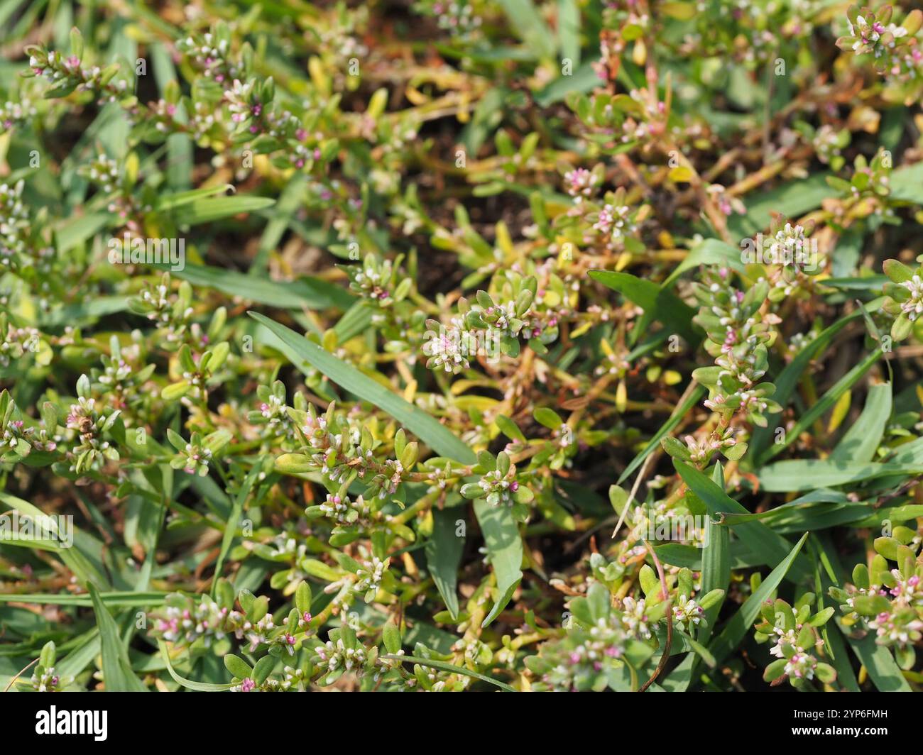 Small Knotweed (Polygonum plebeium Stock Photo - Alamy