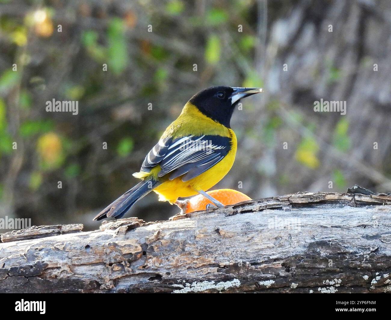 Graduacauda hi-res stock photography and images - Alamy