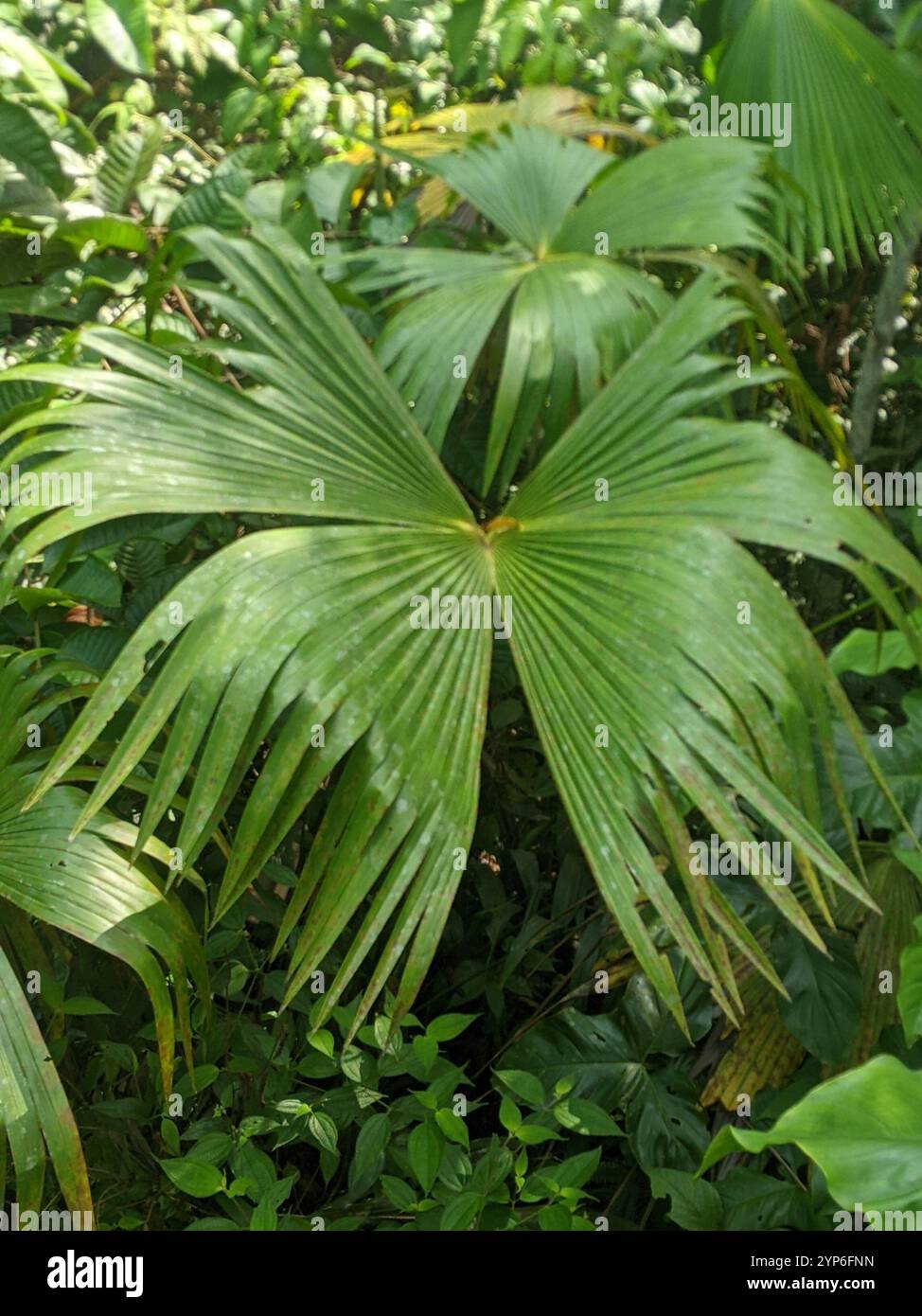 toquilla palm (Carludovica palmata Stock Photo - Alamy