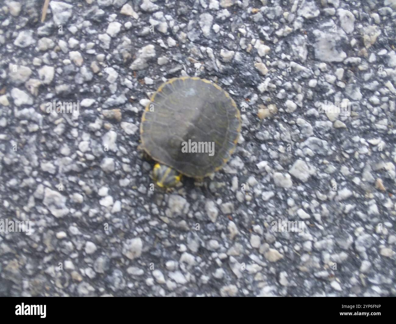 Pond Slider (Trachemys scripta Stock Photo - Alamy