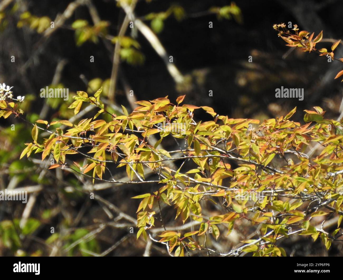 smooth shadbush (Amelanchier laevis Stock Photo - Alamy