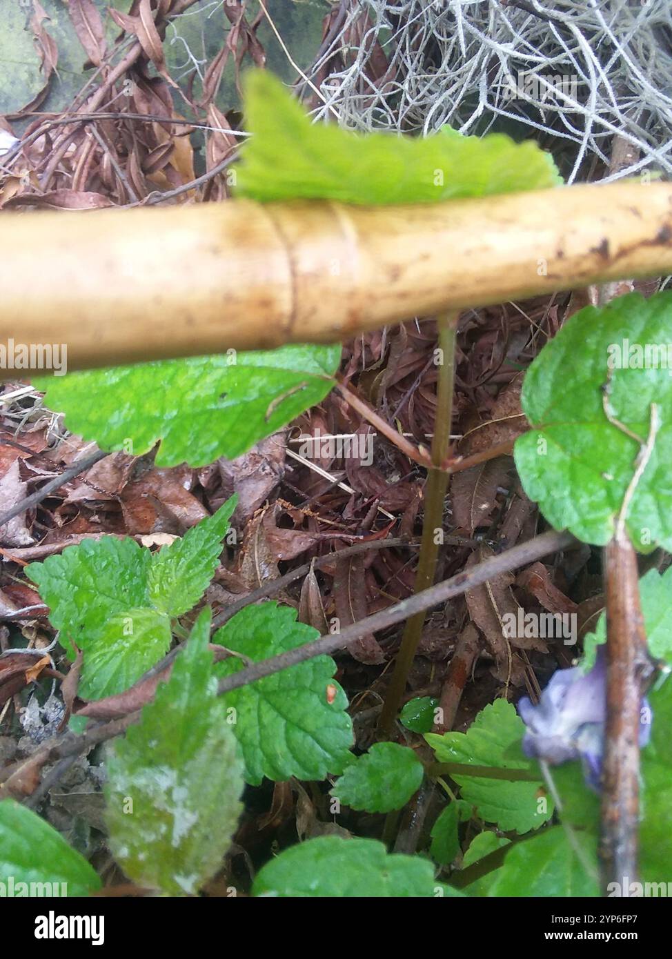 nettle family (Urticaceae Stock Photo - Alamy