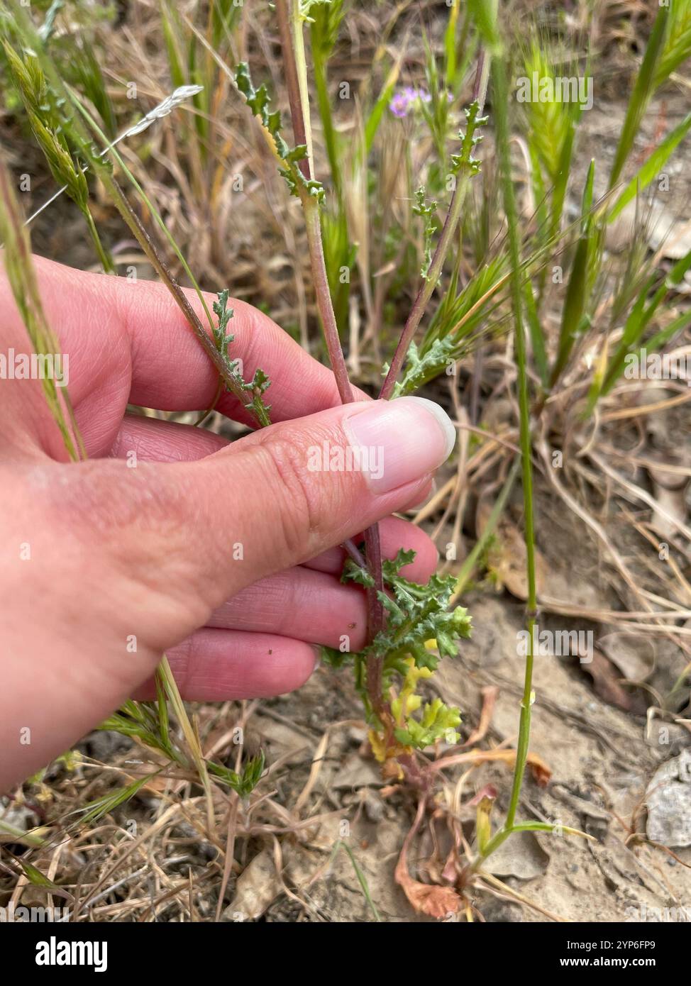 common groundsel (Senecio vulgaris Stock Photo - Alamy