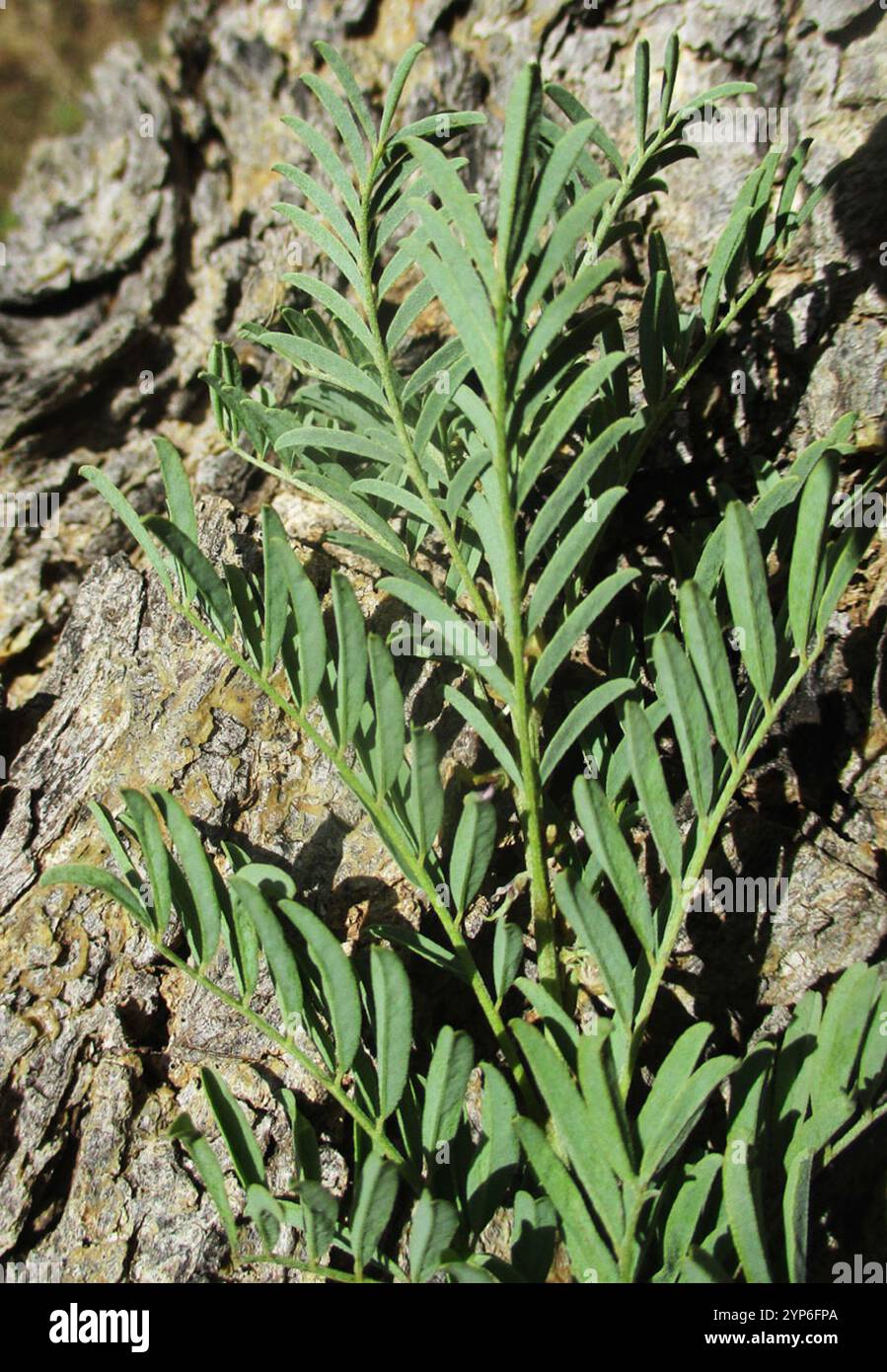 (Indigofera cryptantha cryptantha Stock Photo - Alamy