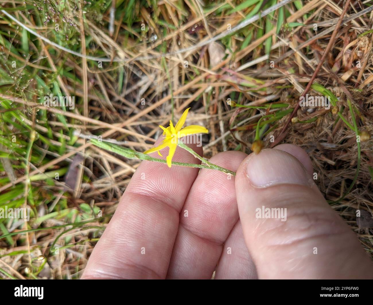 fringed star grass (Hypoxis juncea Stock Photo - Alamy