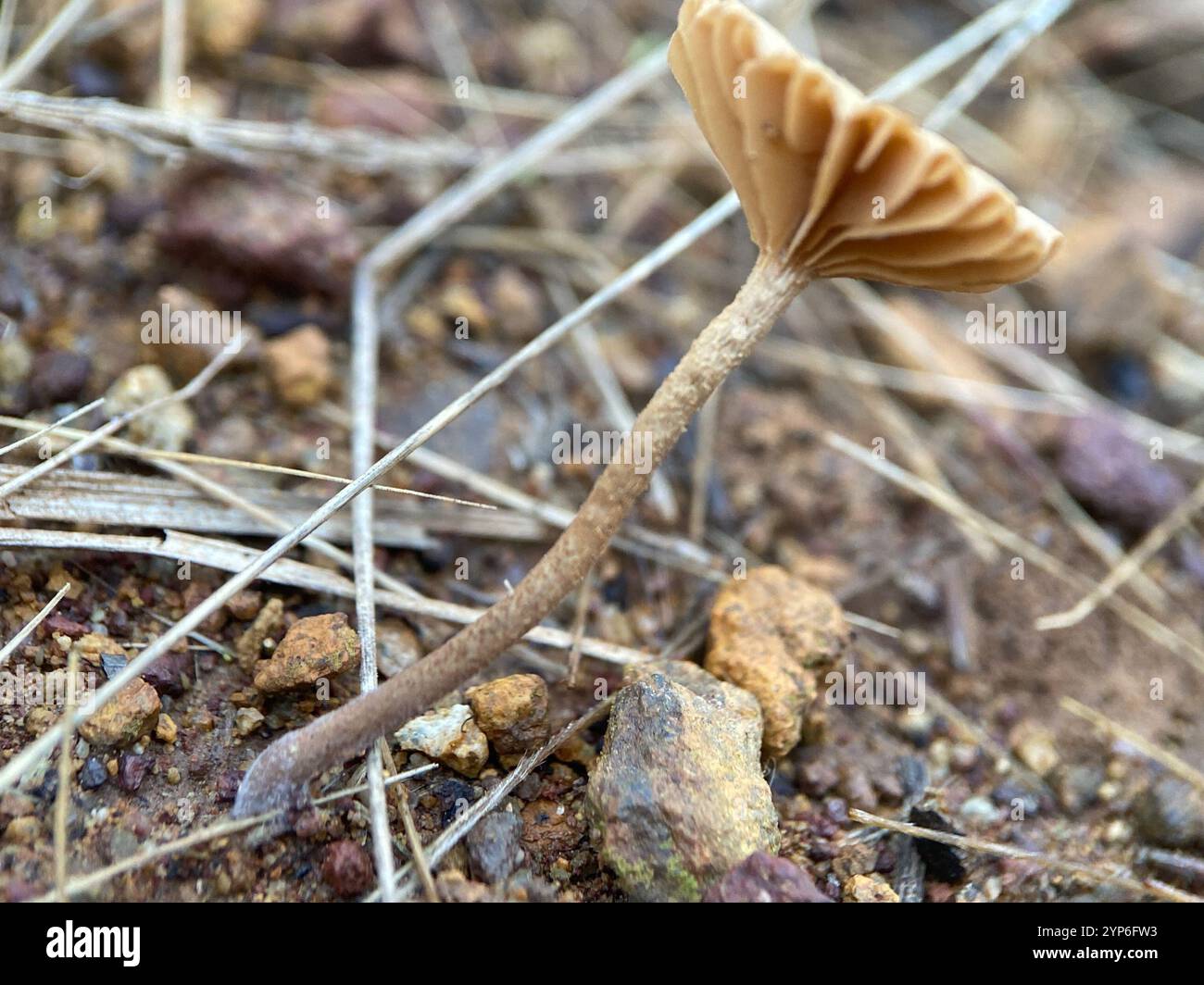 pleated inkcap (Parasola plicatilis Stock Photo - Alamy