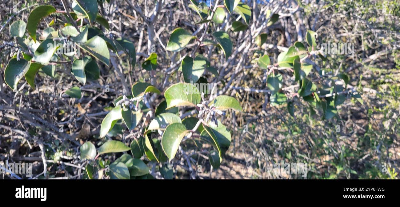 sugar bush (Rhus ovata Stock Photo - Alamy