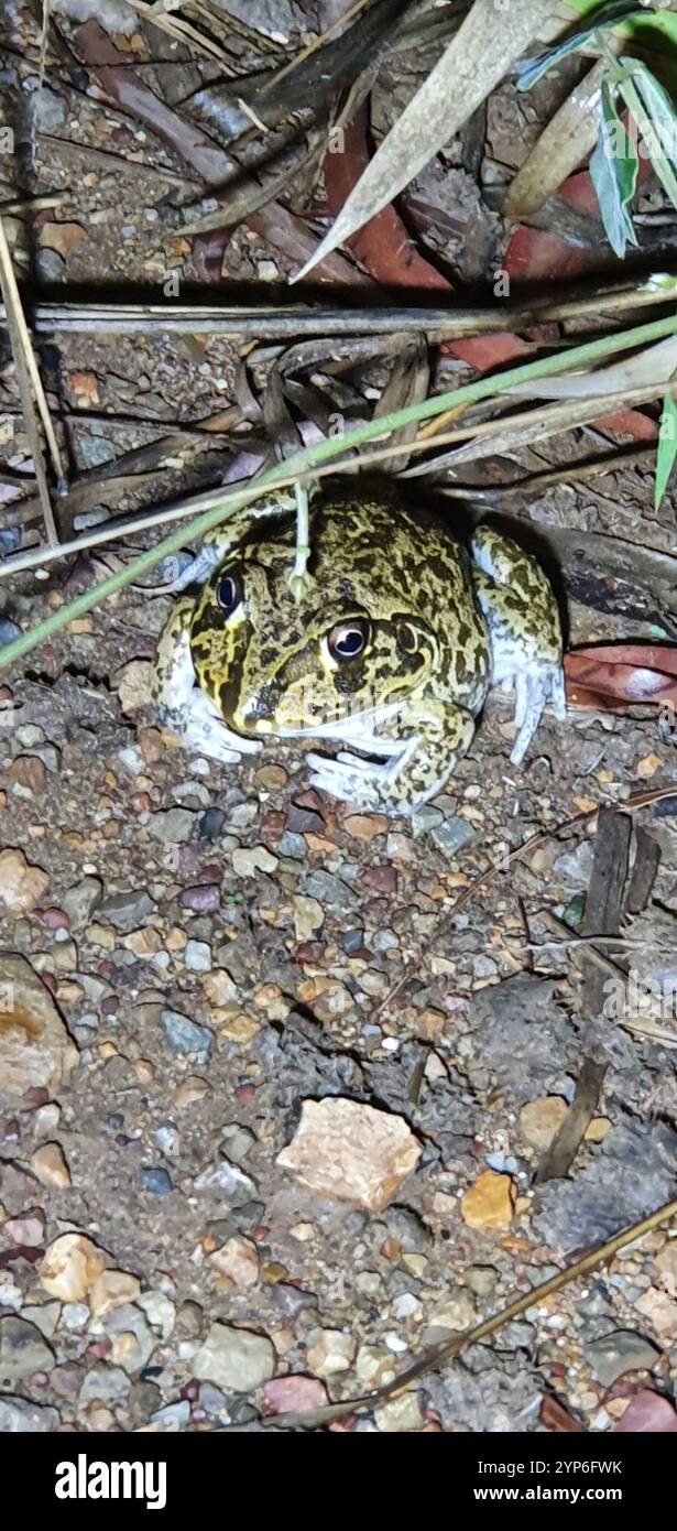 New Holland Frog (Ranoidea novaehollandiae Stock Photo - Alamy