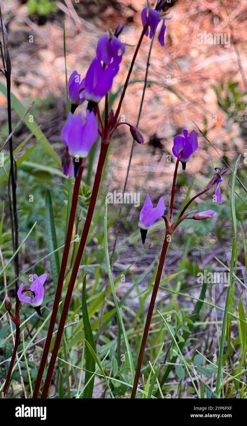 Henderson's shooting star (Primula hendersonii Stock Photo - Alamy