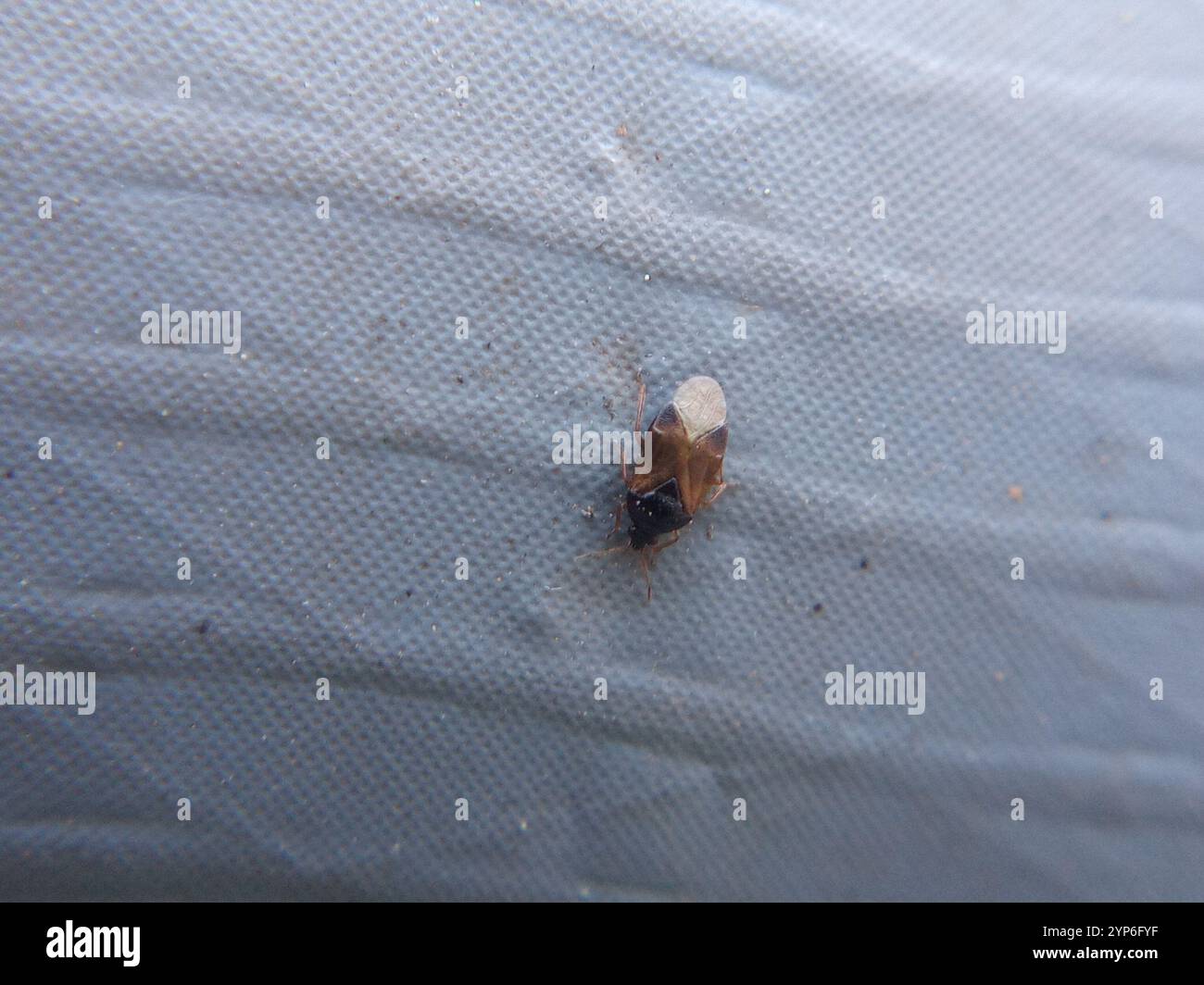 Orius hi-res stock photography and images - Alamy