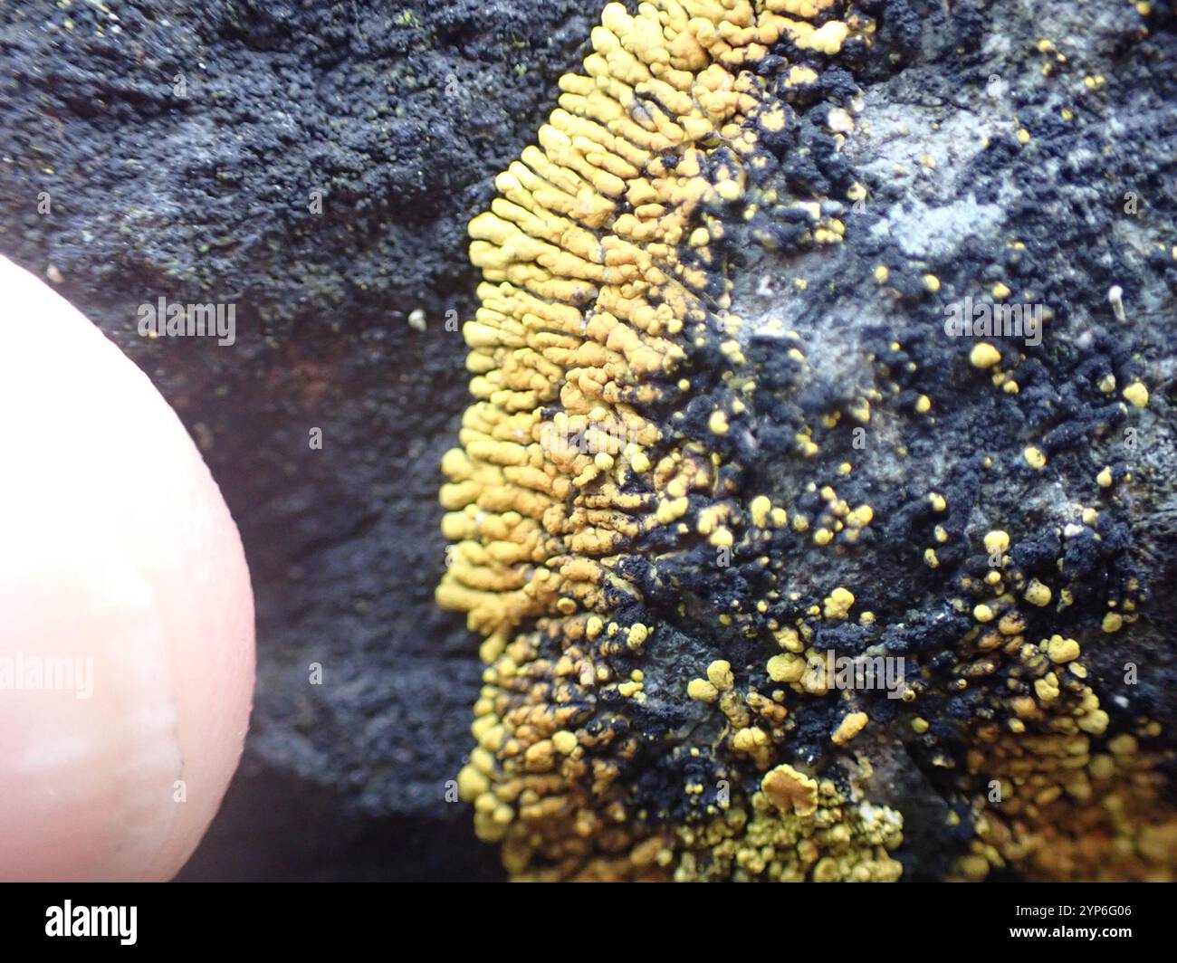 Ringed Firedot Lichen (Polycauliona verruculifera Stock Photo - Alamy