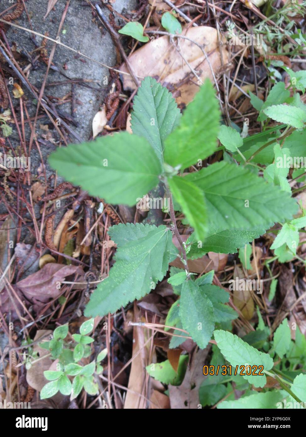 Cuban jute (Sida rhombifolia Stock Photo - Alamy