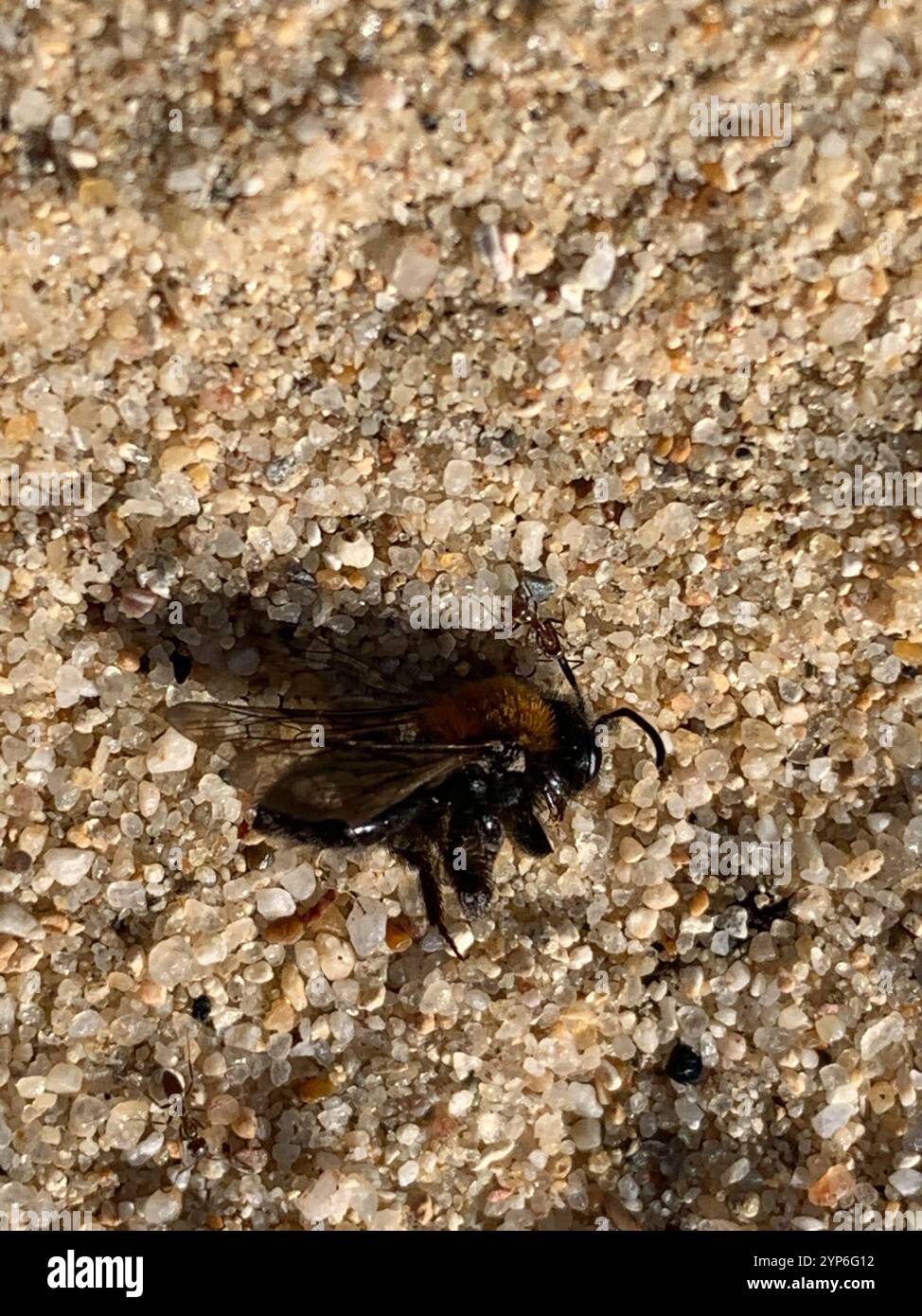 Mining Bees (Andrena Stock Photo - Alamy