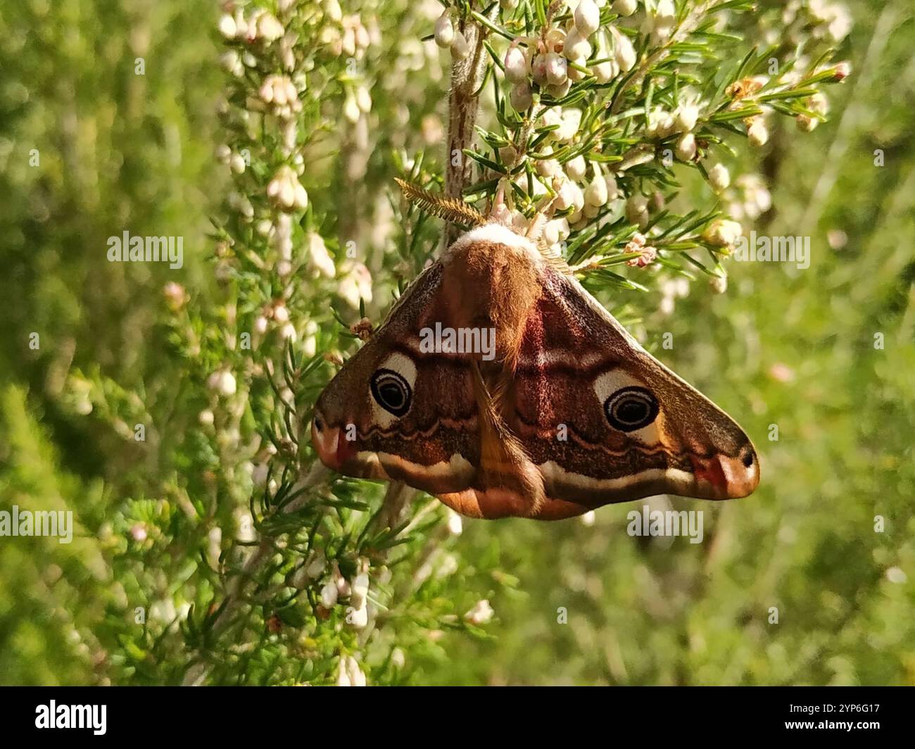 Small Emperor Moth (Saturnia pavonia Stock Photo - Alamy