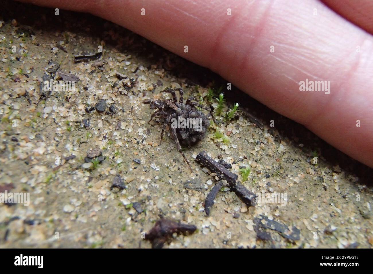 Wolf Spiders and Allies (Lycosoidea Stock Photo - Alamy