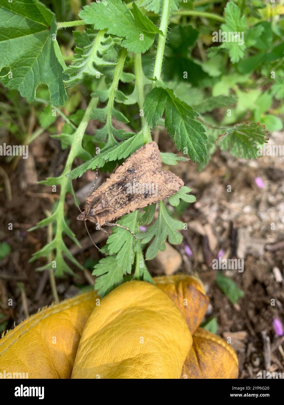 Variegated Cutworm Moth (Peridroma saucia Stock Photo - Alamy