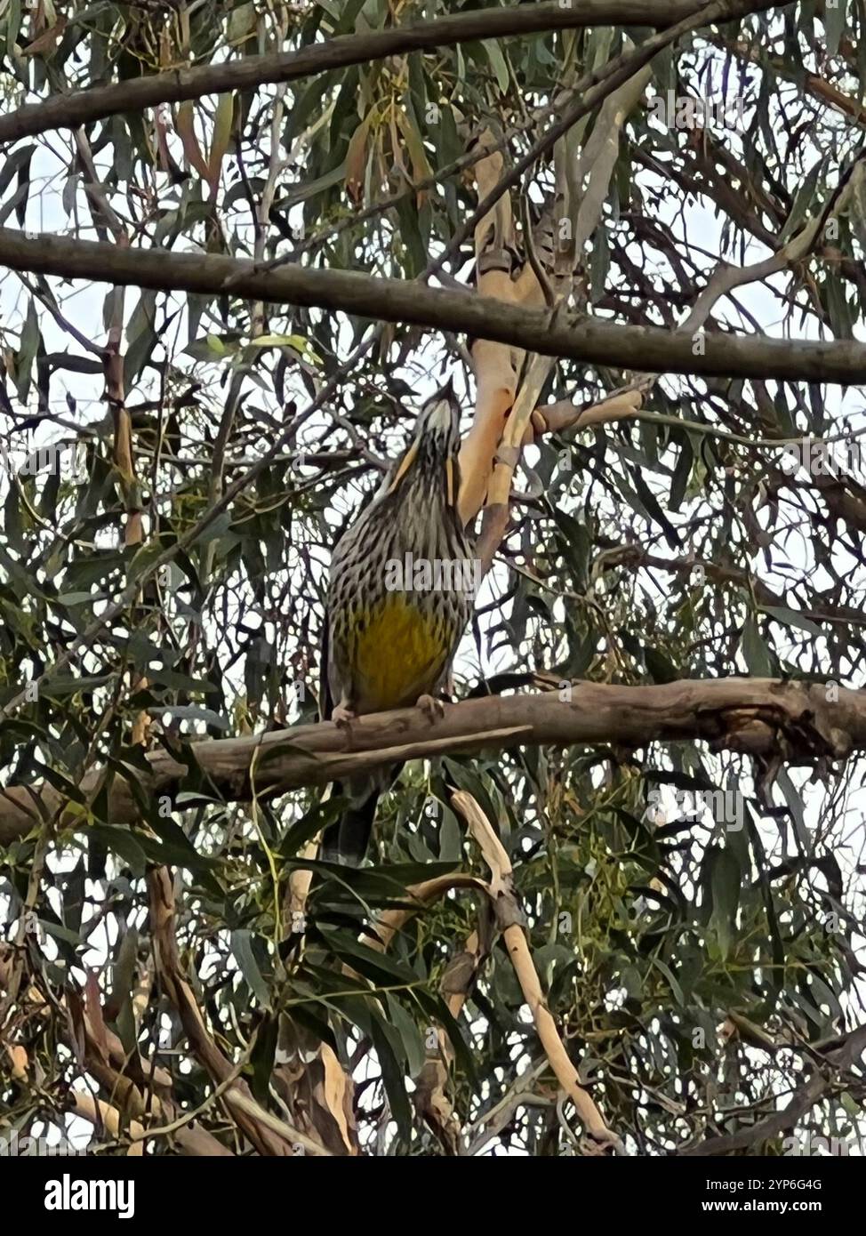 Tasmanian Yellow Wattlebird (Anthochaera paradoxa paradoxa Stock Photo ...
