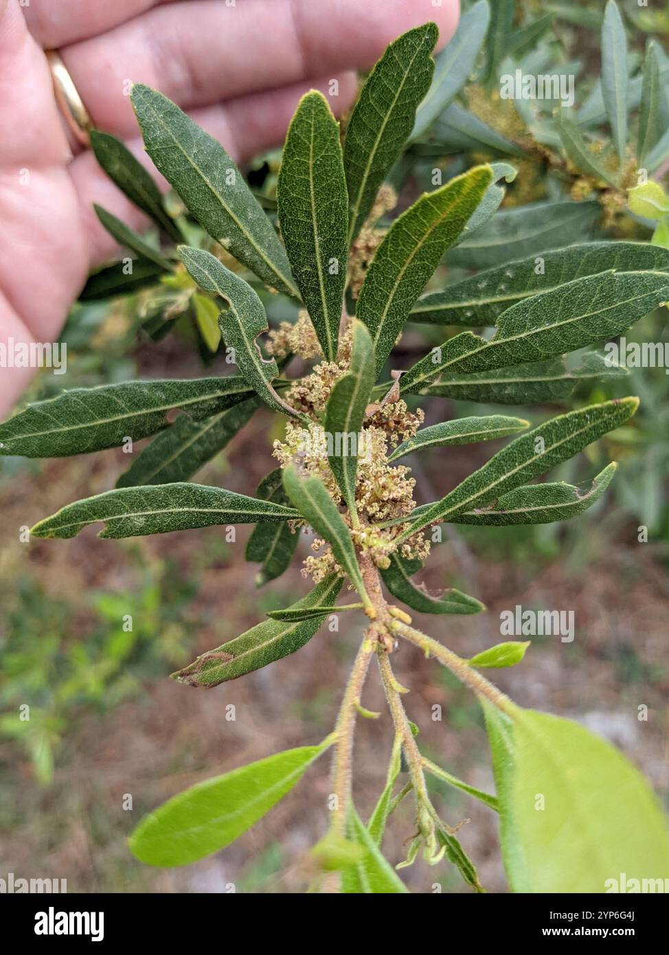 wax myrtle (Morella cerifera Stock Photo - Alamy