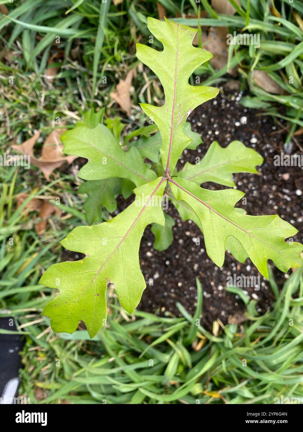 overcup oak (Quercus lyrata Stock Photo - Alamy