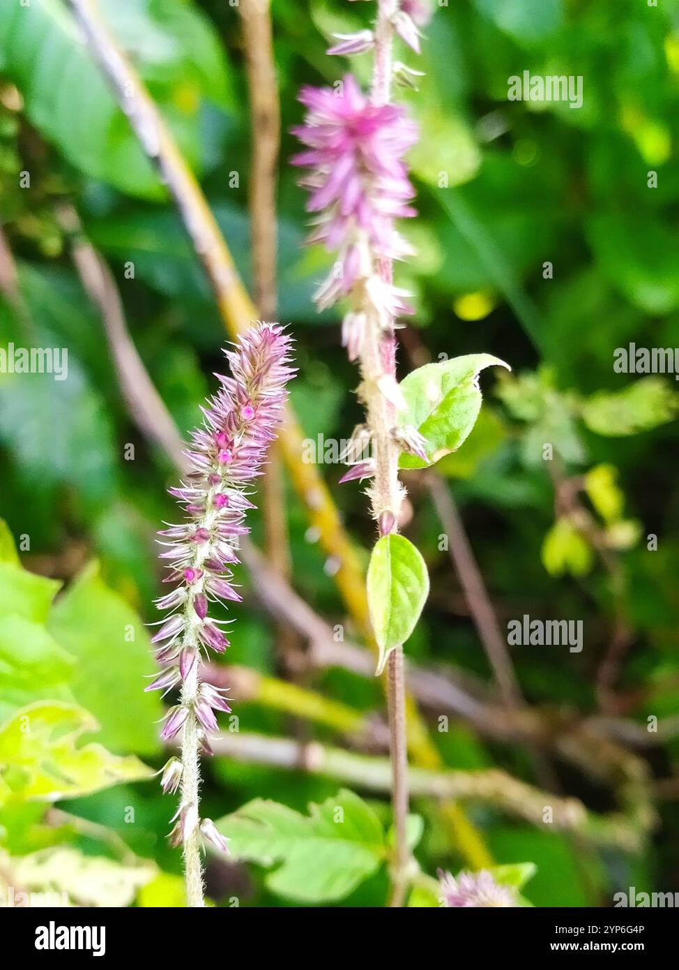 Achyranthes aspera hi-res stock photography and images - Alamy