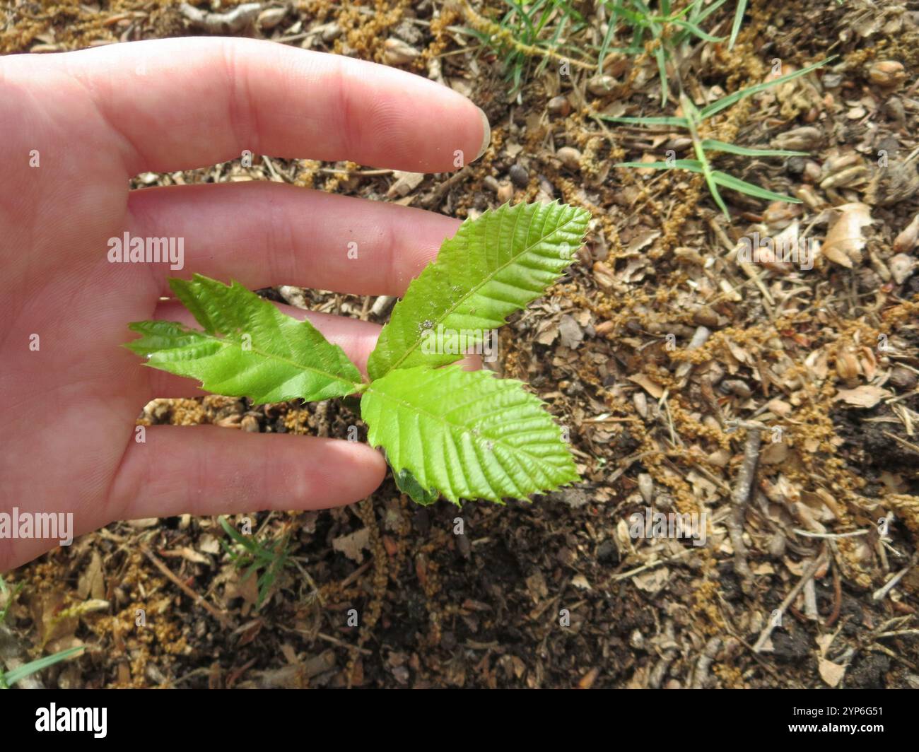 Sawtooth oak (Quercus acutissima Stock Photo - Alamy